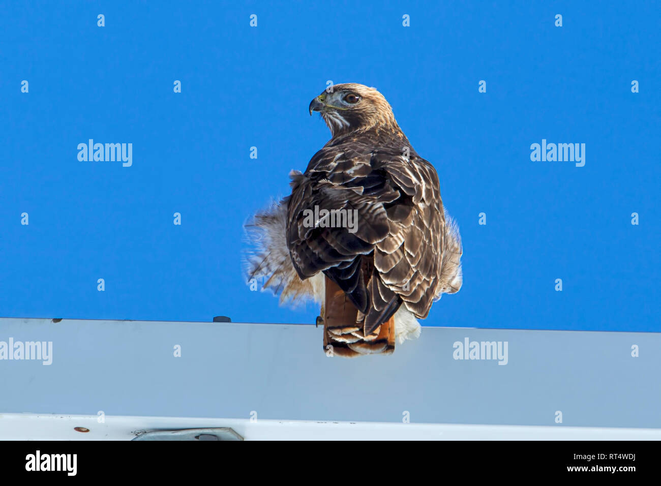 Hawk feather hi-res stock photography and images - Alamy