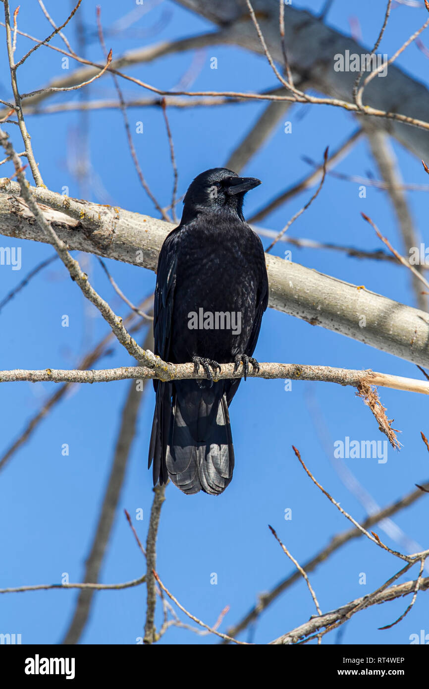 Common crow species hi-res stock photography and images - Alamy