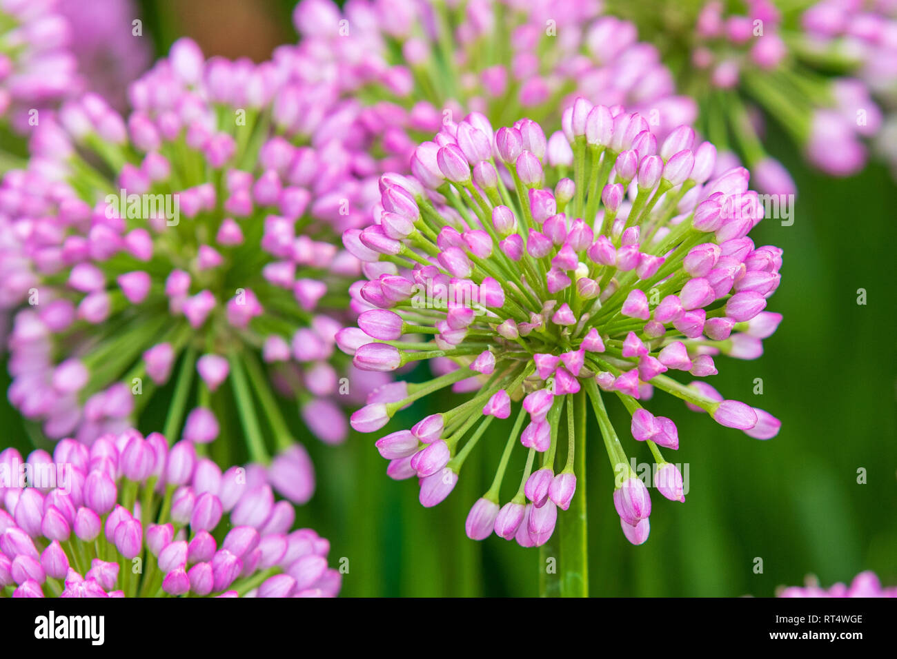 Allium (Millenium) in full flower Stock Photo - Alamy