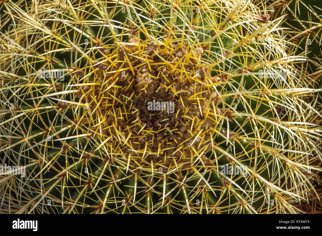 Cactus collection growing in a botanical garden Stock Photo - Alamy