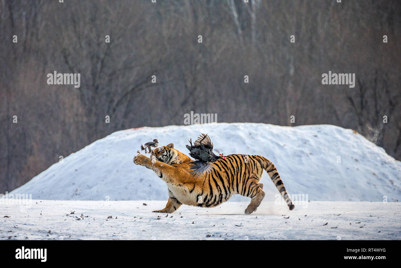 Siberian Tiger running in the snow and catch their prey. Very dynamic ...