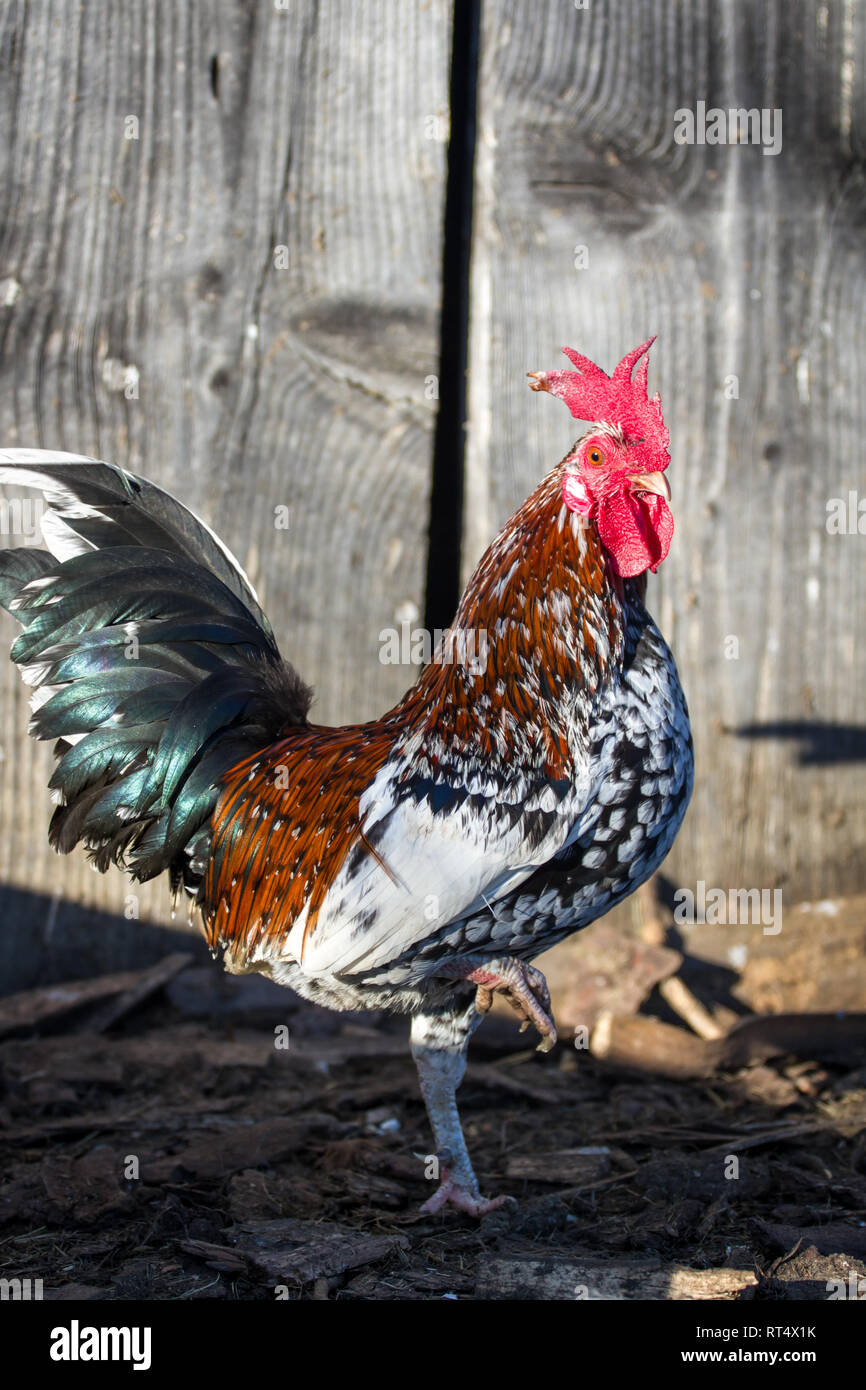 Stoapiperl / Steinhendl rooster, critically endangered chicken breed ...