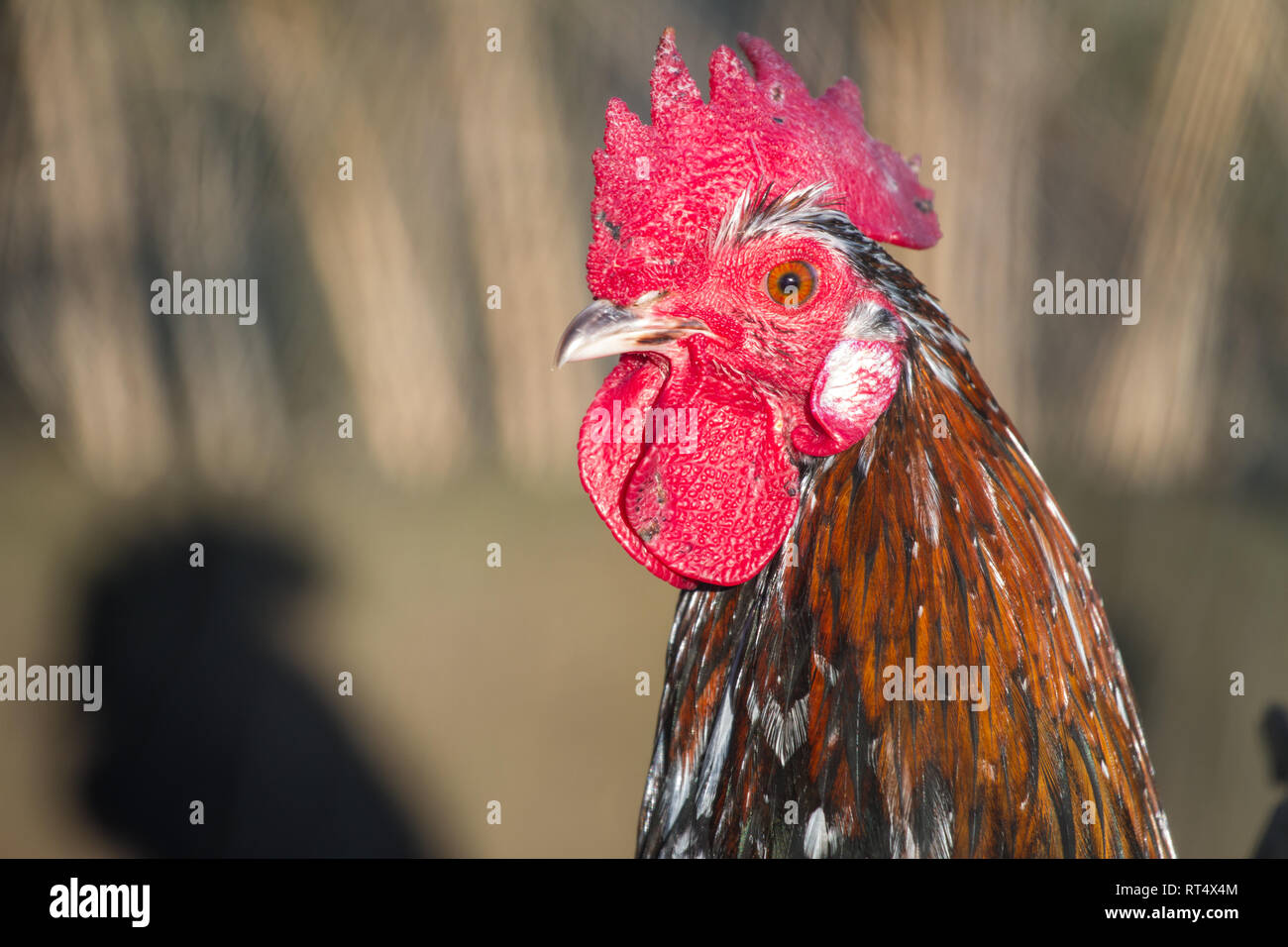 Stoapiperl / Steinhendl rooster, critically endangered chicken breed ...