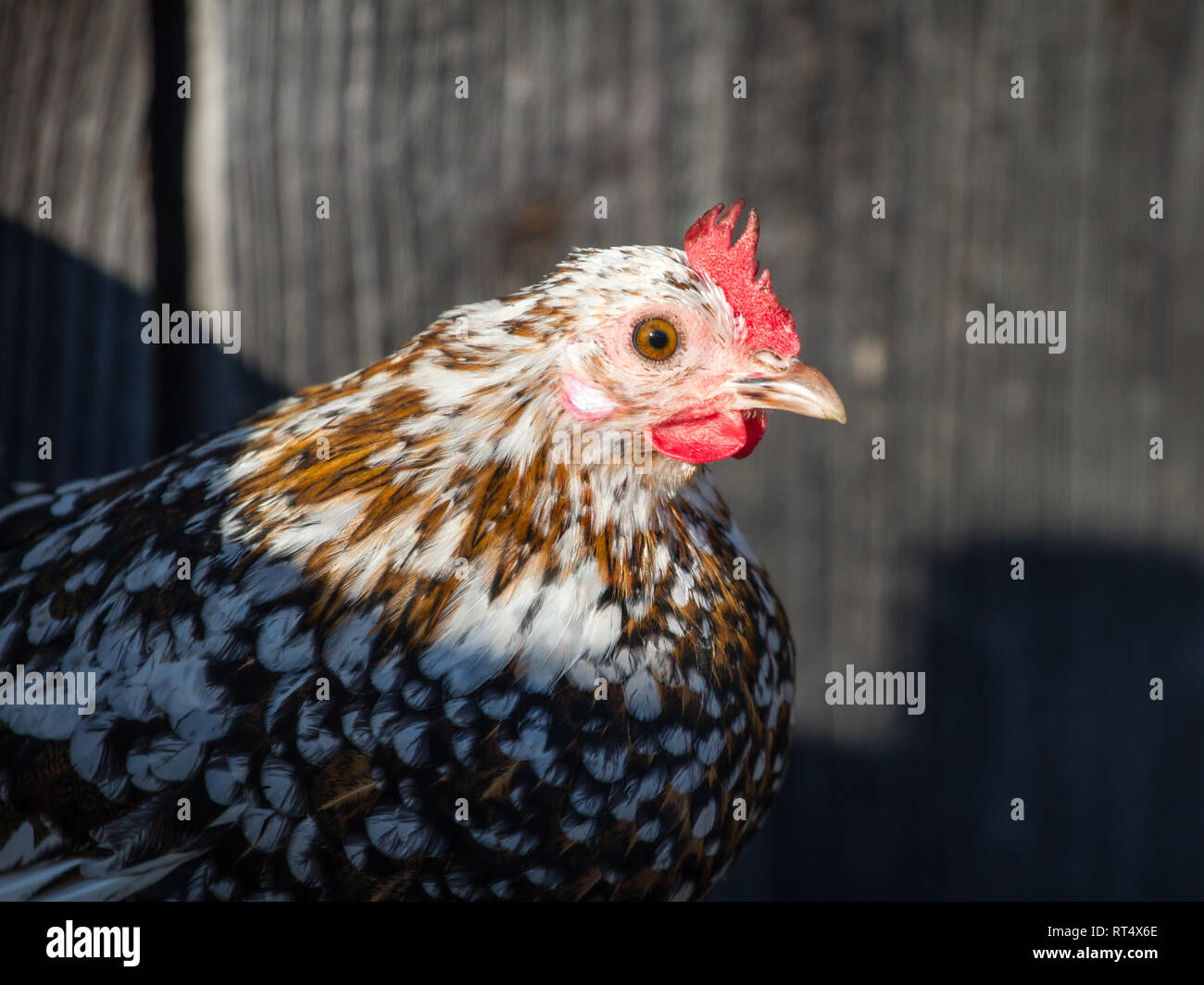 Stoapiperl / Steinhendl hen, critically endangered chicken breed from Austria (Gallus gallus ...
