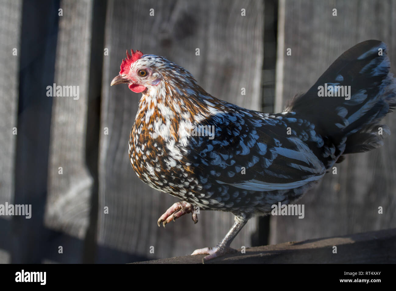 Stoapiperl / Steinhendl hen, critically endangered chicken breed from Austria (Gallus gallus ...