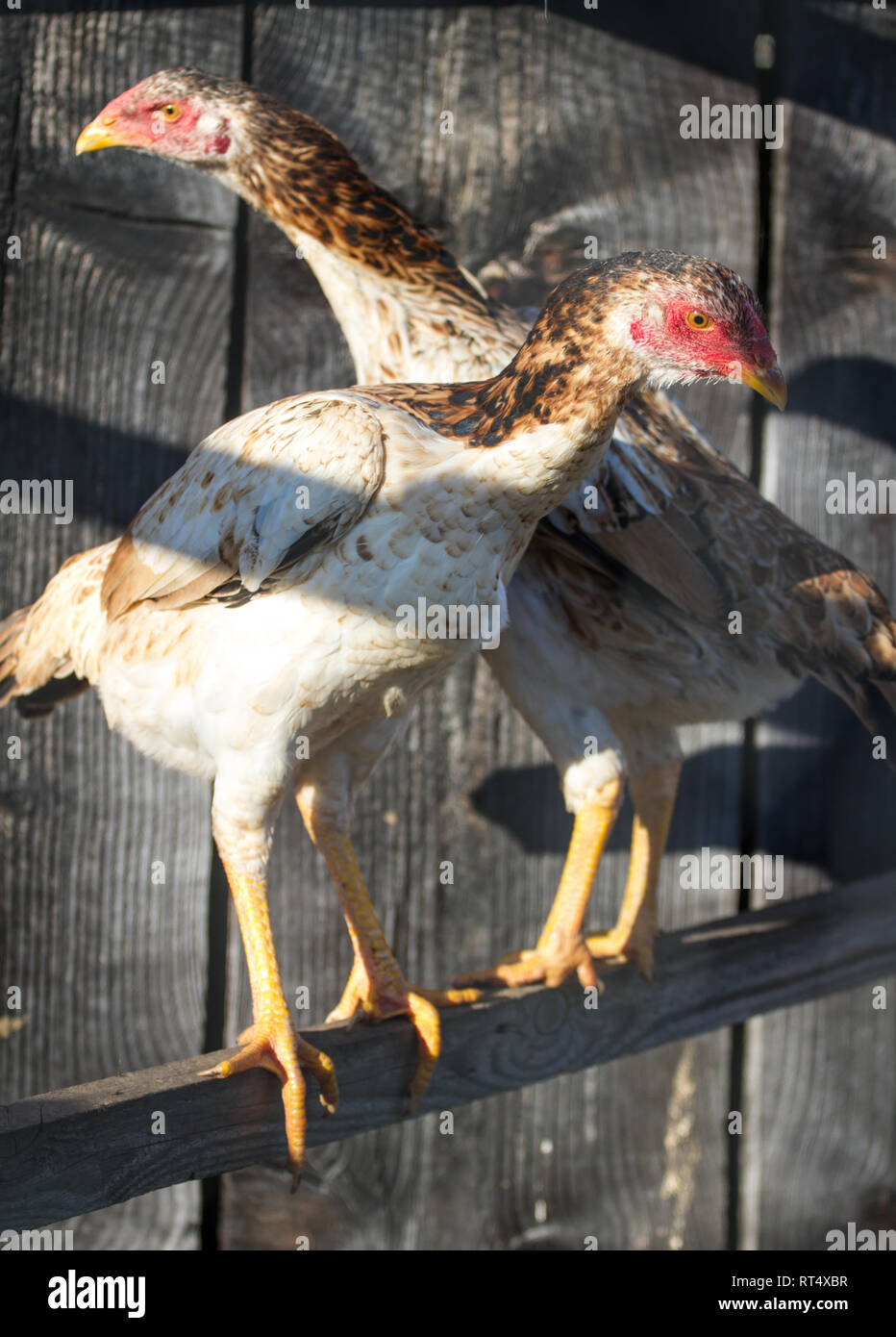 Shamo fighting hen (Gallus gallus domesticus Stock Photo - Alamy