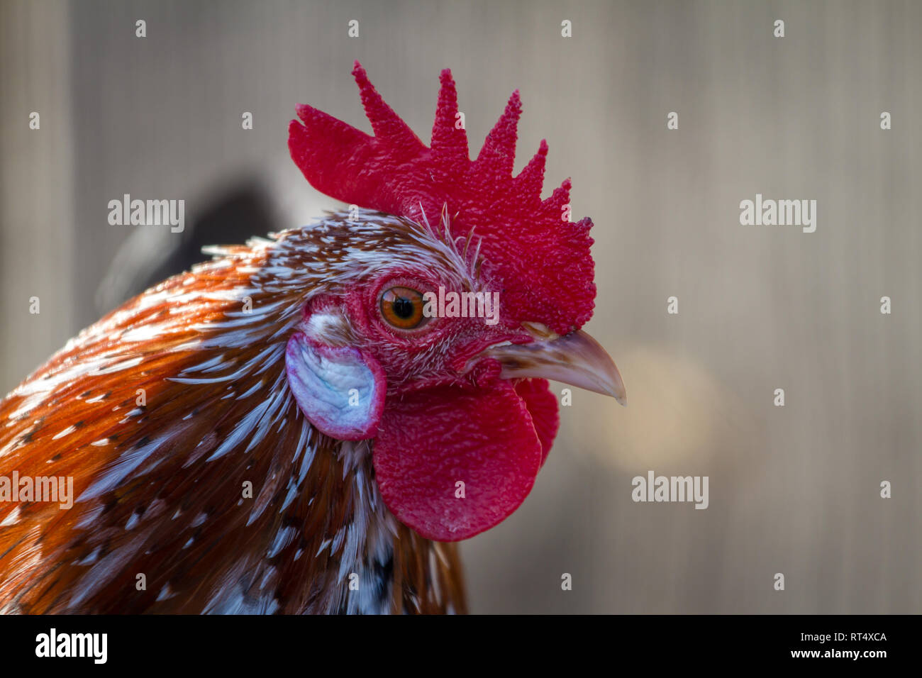 Stoapiperl / Steinhendl rooster, critically endangered chicken breed ...