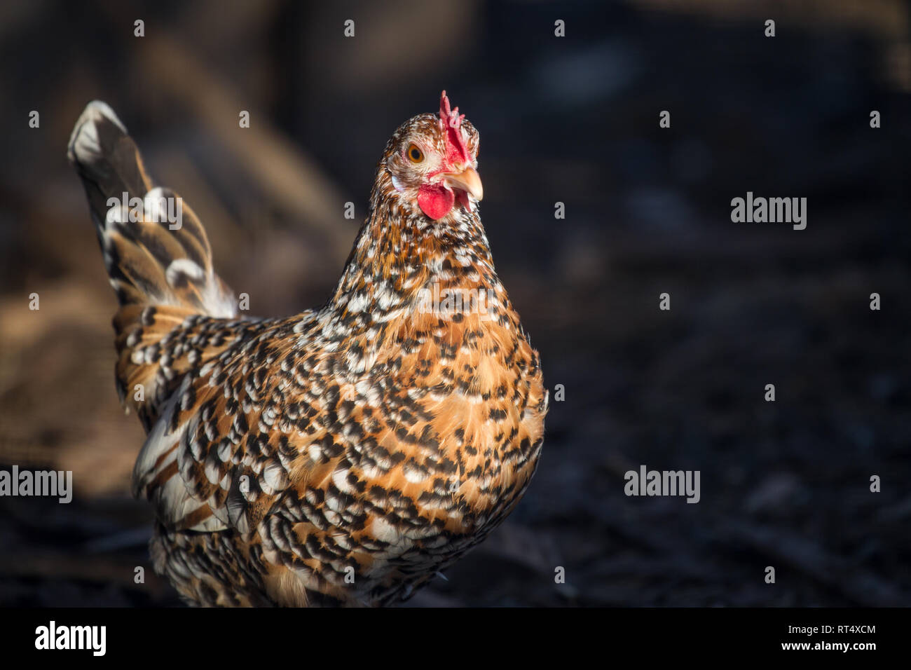 Stoapiperl / Steinhendl hen, critically endangered chicken breed from Austria (Gallus gallus ...