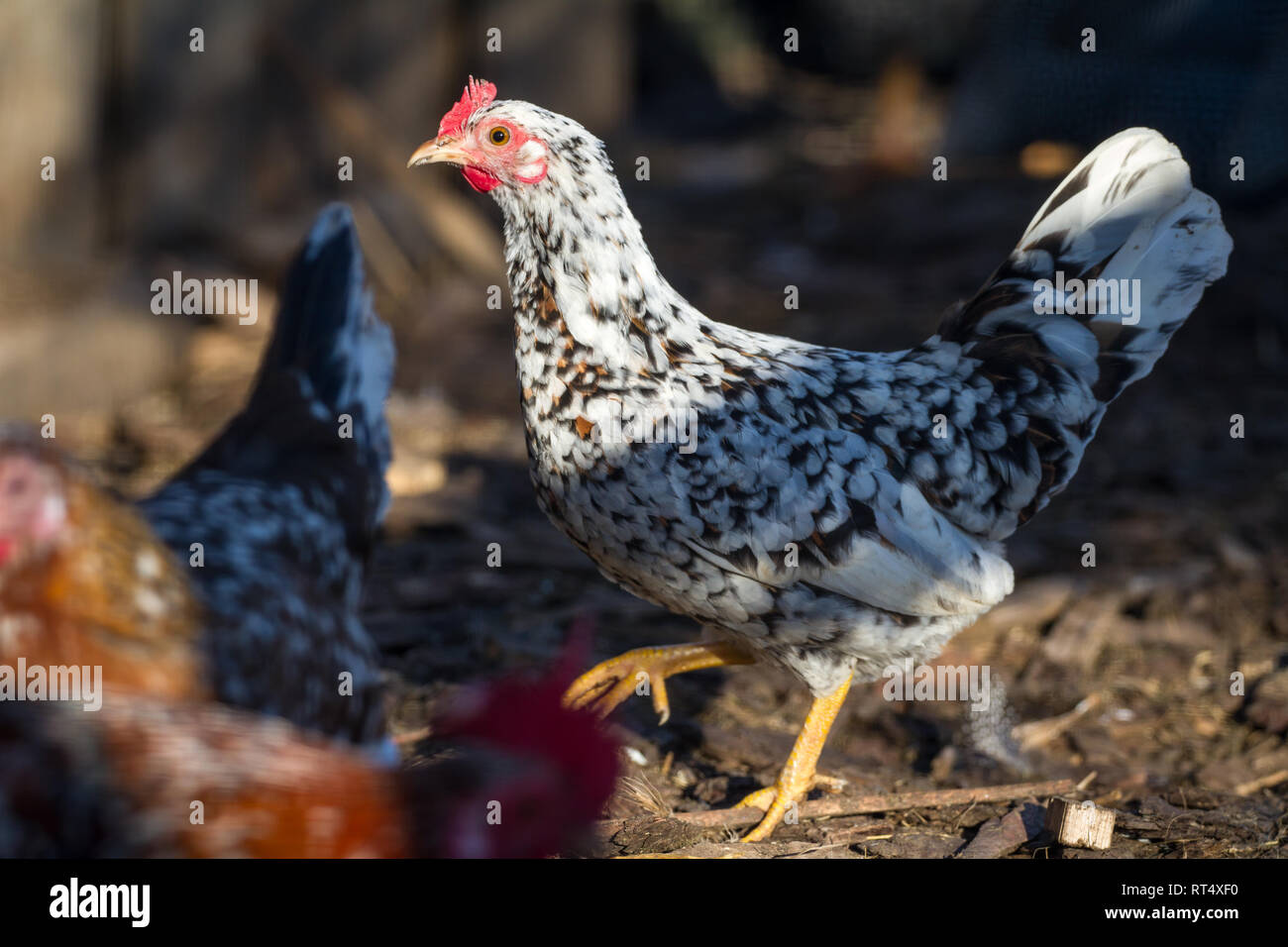 Stoapiperl / Steinhendl hen, critically endangered chicken breed from Austria (Gallus gallus ...