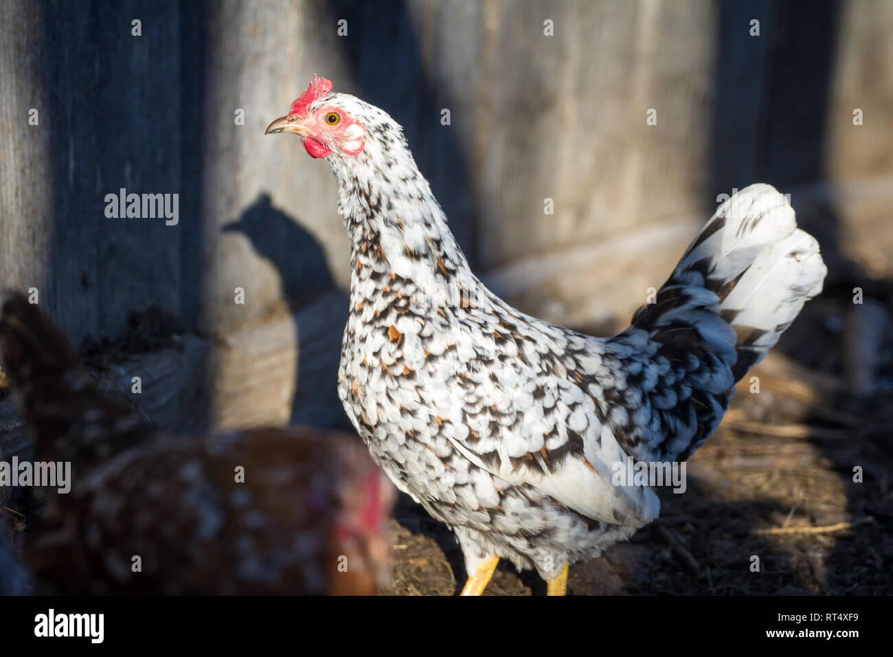 Critically endangered chicken breed hi-res stock photography and images ...