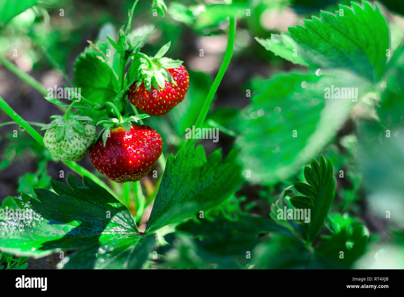 Strawberry bush hi-res stock photography and images - Alamy