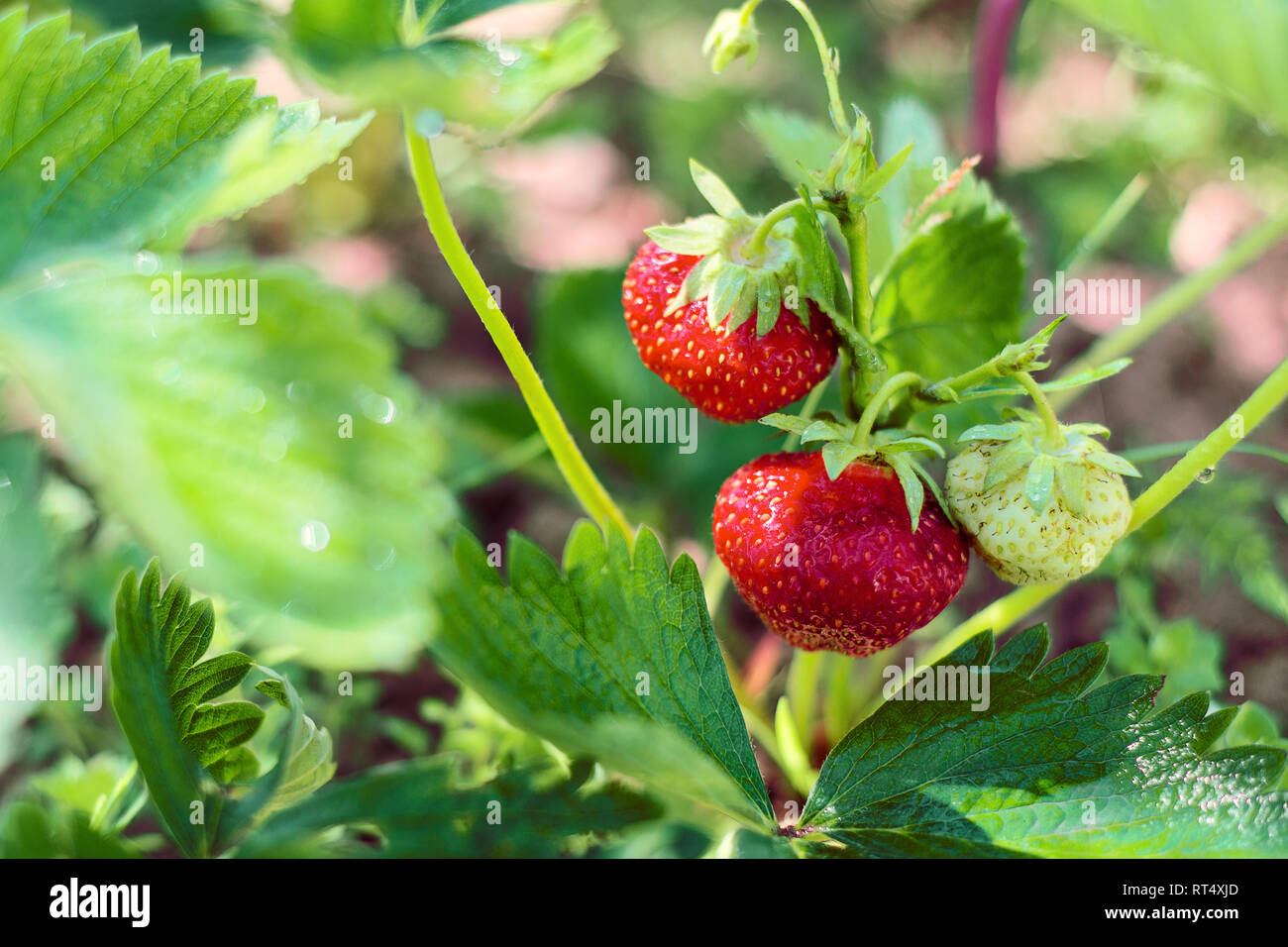 Strawberry Bush Stock Photos & Strawberry Bush Stock Images - Alamy