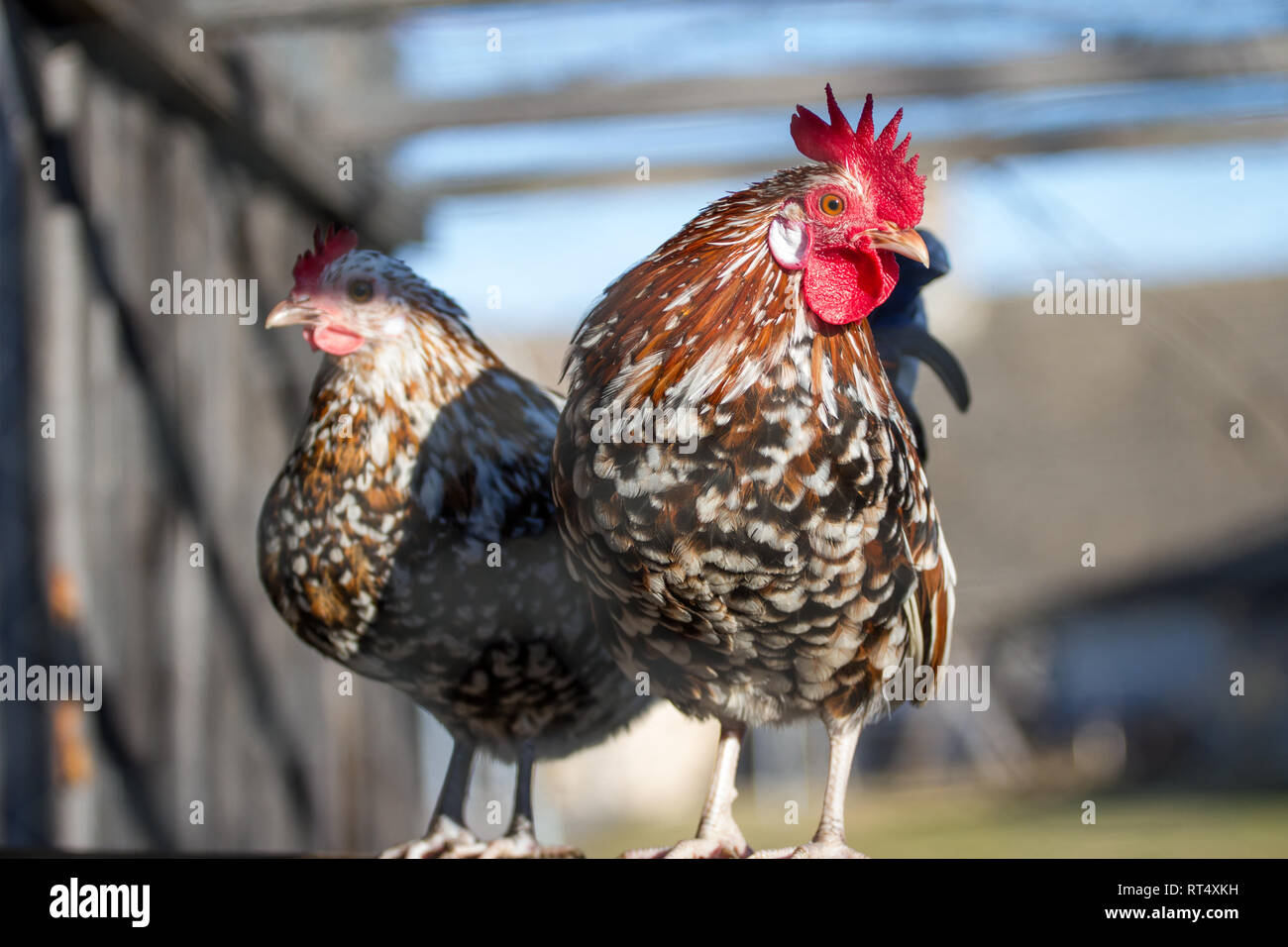 Stoapiperl / Steinhendl pair, critically endangered chicken breed from ...