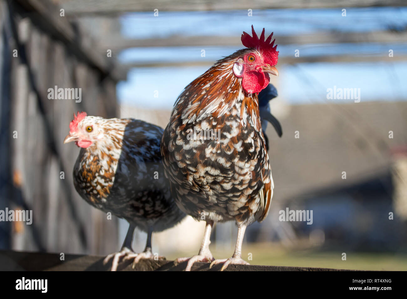 Stoapiperl / Steinhendl pair, critically endangered chicken breed from Austria (Gallus gallus ...