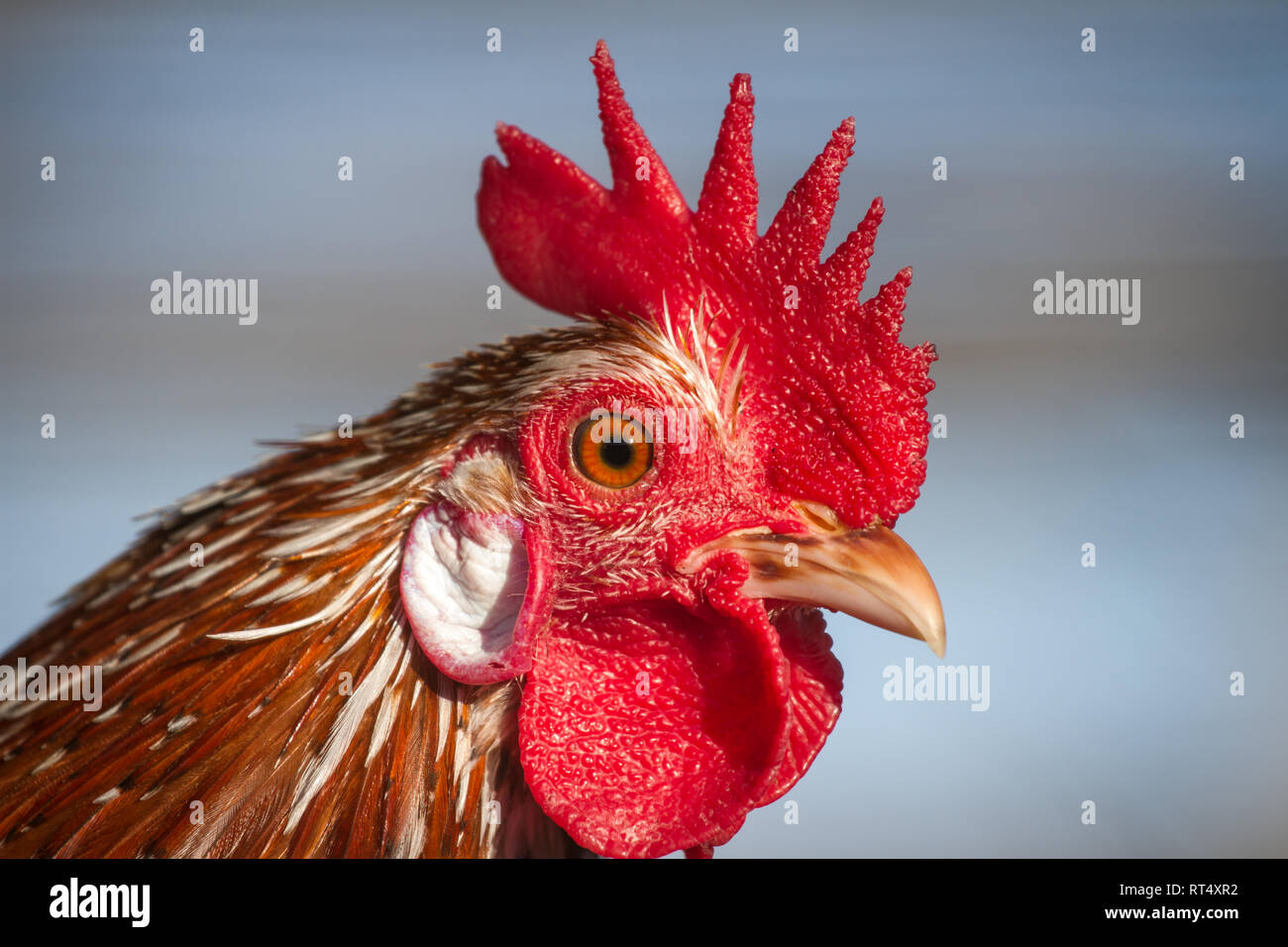 Stoapiperl / Steinhendl rooster, critically endangered chicken breed ...