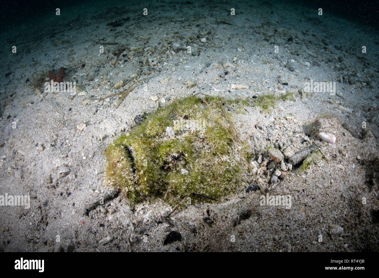 Stonefish synanceia verrucosa deadly fish hi-res stock photography and ...