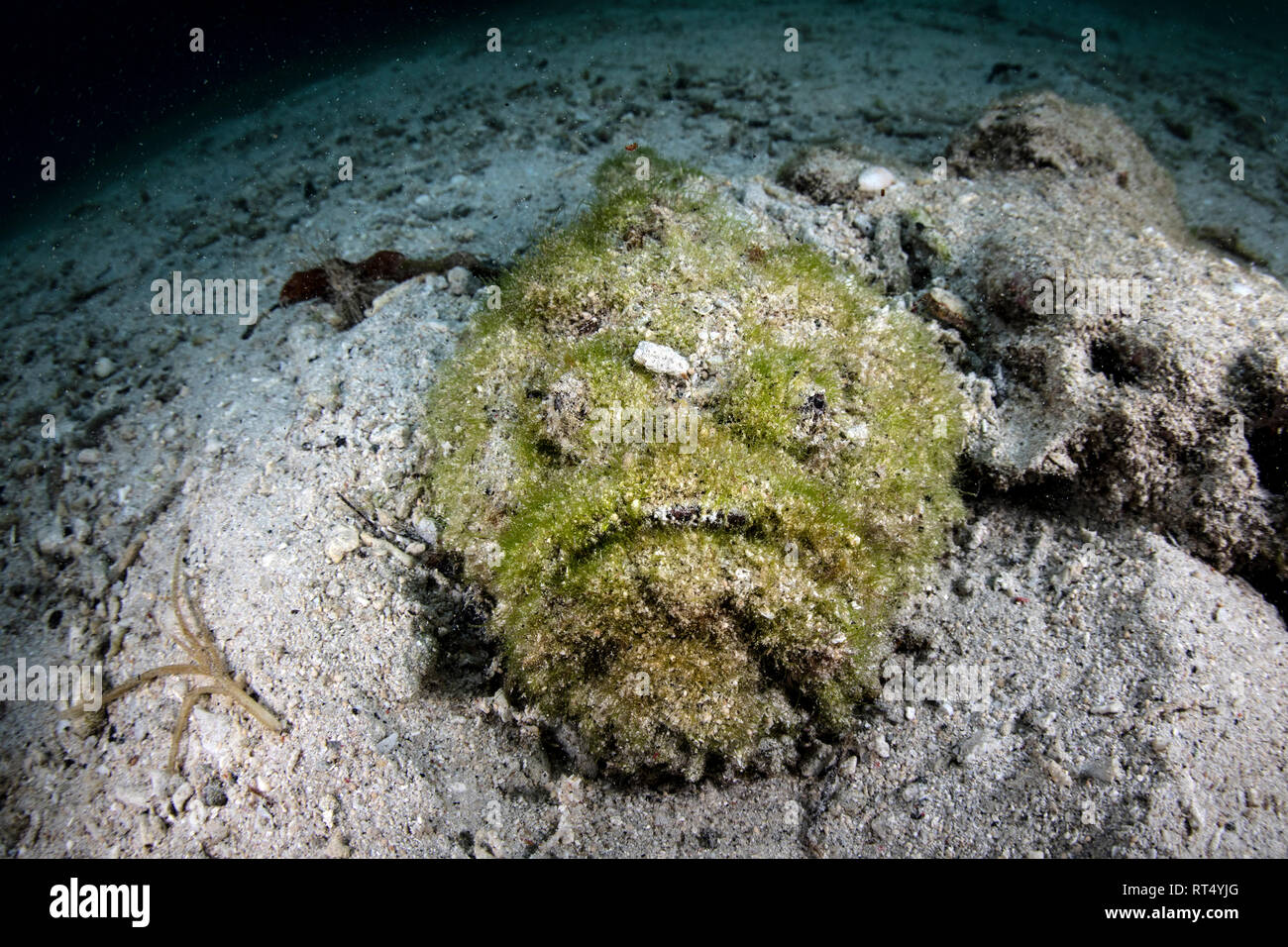 Stonefish asia hi-res stock photography and images - Alamy