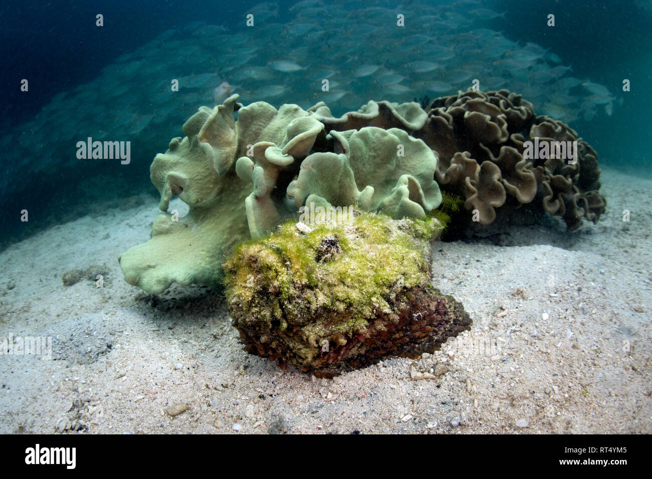 Reef stonefish hi-res stock photography and images - Alamy