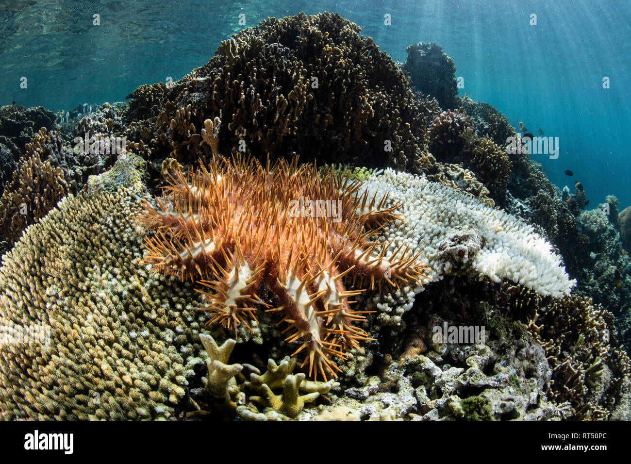Crown of thorns sea star hi-res stock photography and images - Alamy
