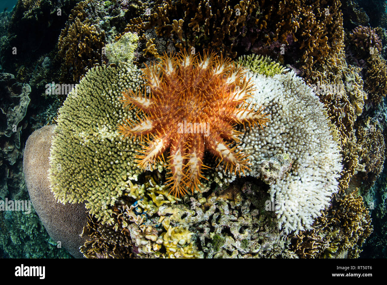A crown-of-thorns sea star feeds on a living coral colony in Raja Ampat ...