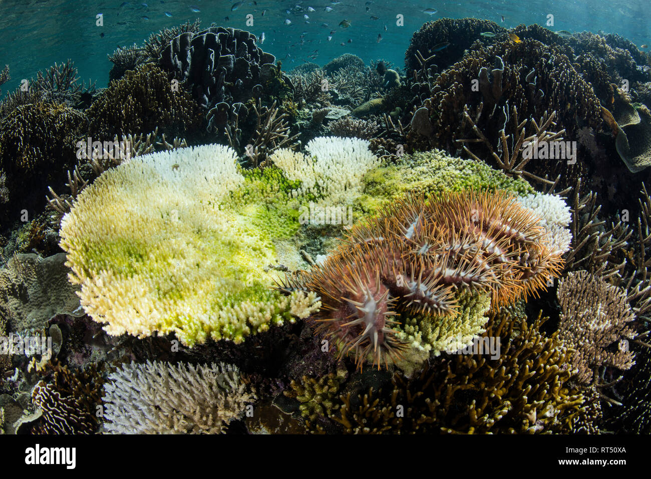 Crown of thorns sea star hi-res stock photography and images - Alamy