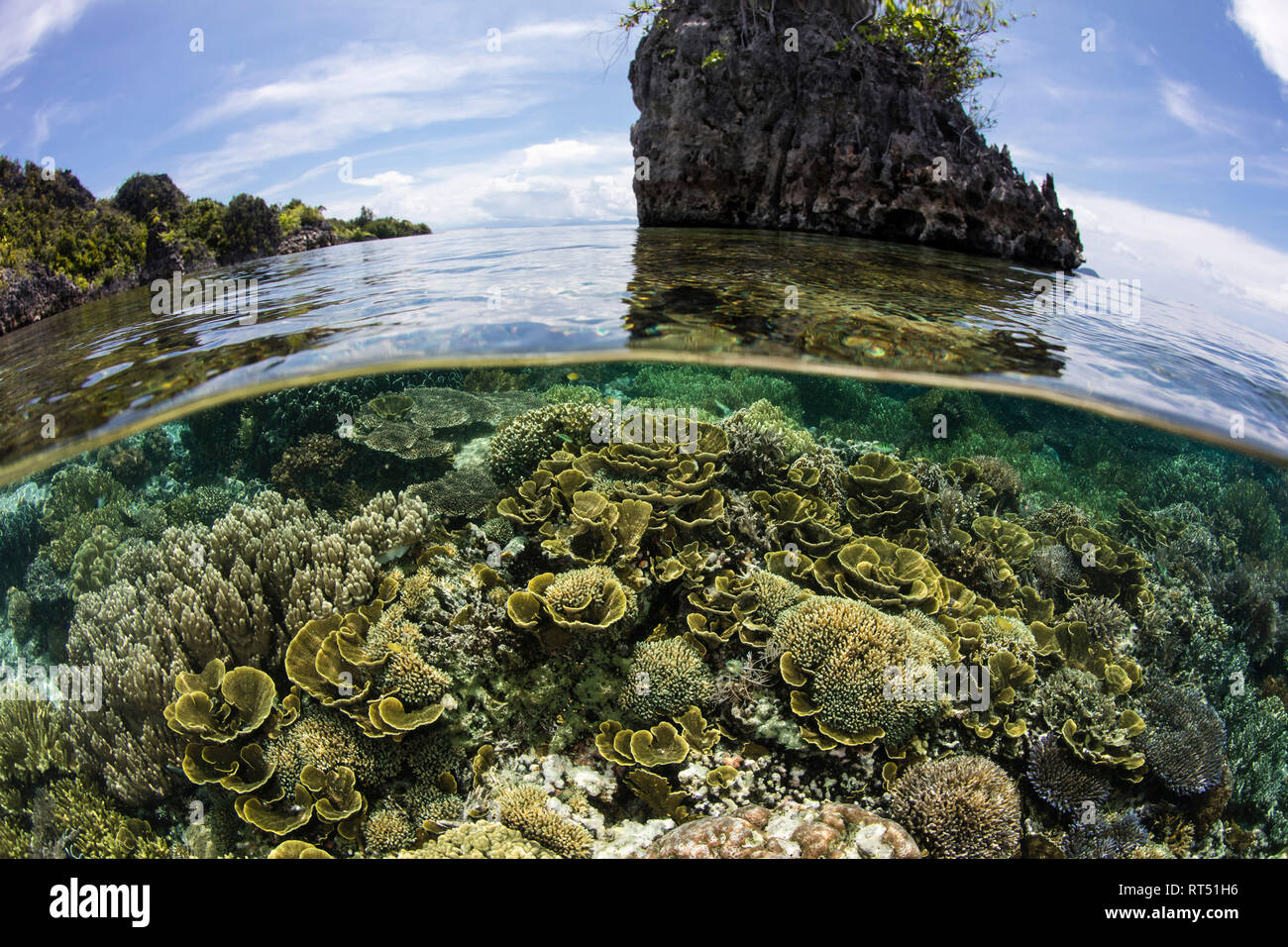 Foliose coral hi-res stock photography and images - Alamy