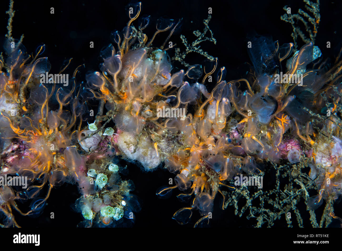 Colorful tunicates, sponges, hydroids, and other invertebrates grow on ...