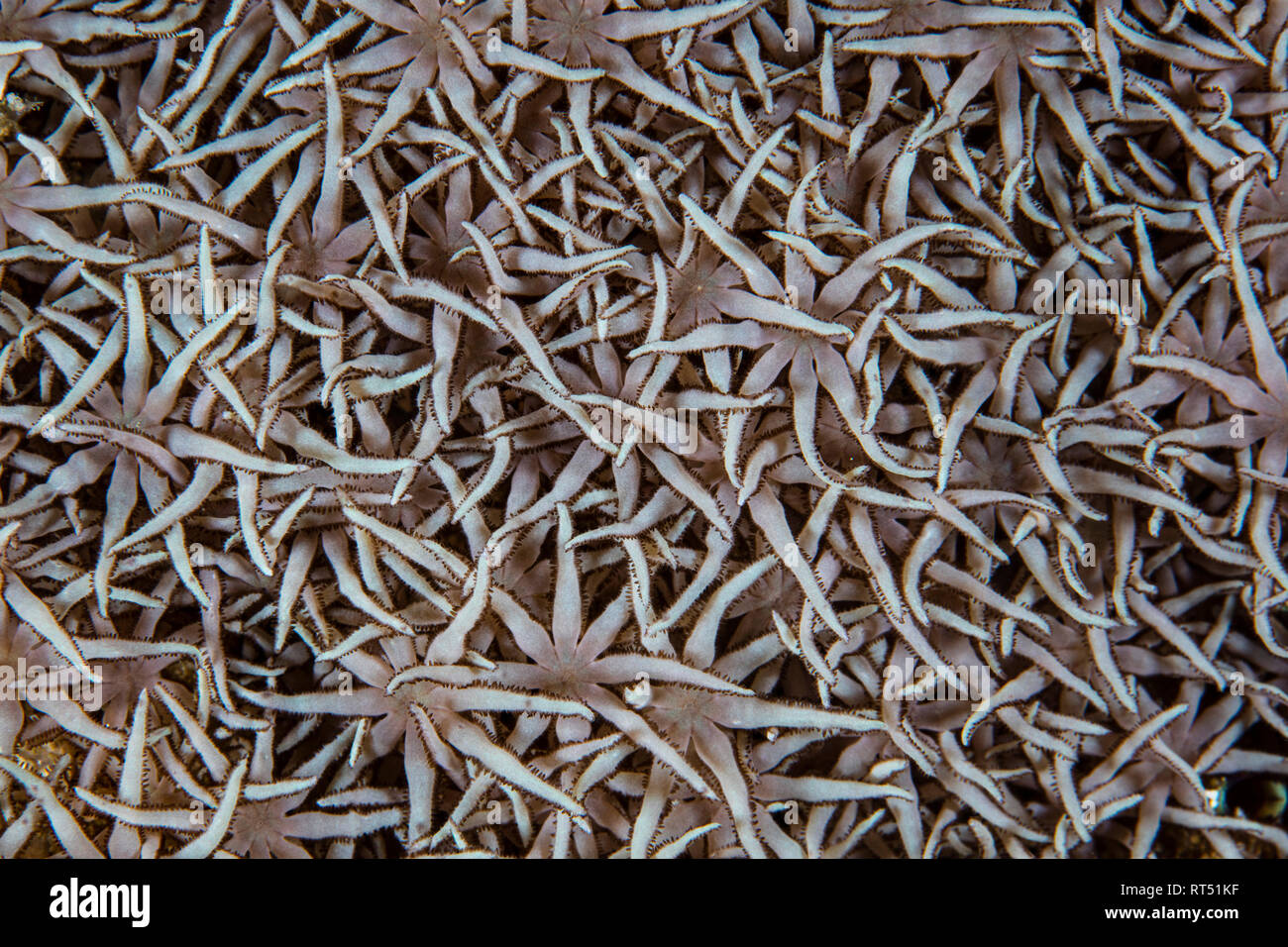 Detail of soft coral polyps growing on a reef Stock Photo - Alamy