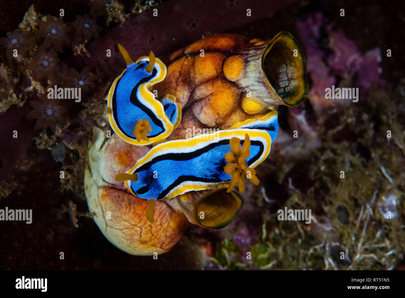 Chromodoris annae hi-res stock photography and images - Alamy