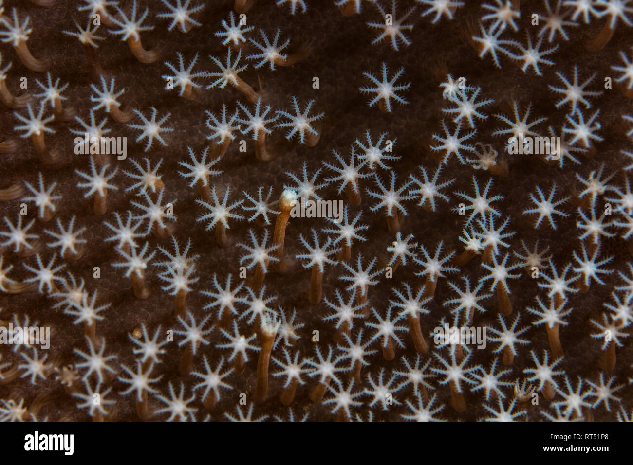 Detail of coral polyps growing on a healthy reef Stock Photo - Alamy