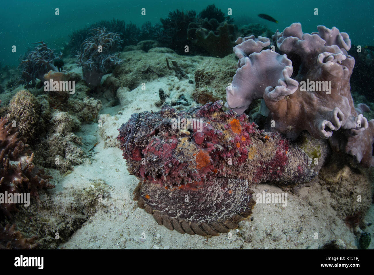 Stonefish synanceia verrucosa deadly fish hi-res stock photography and ...