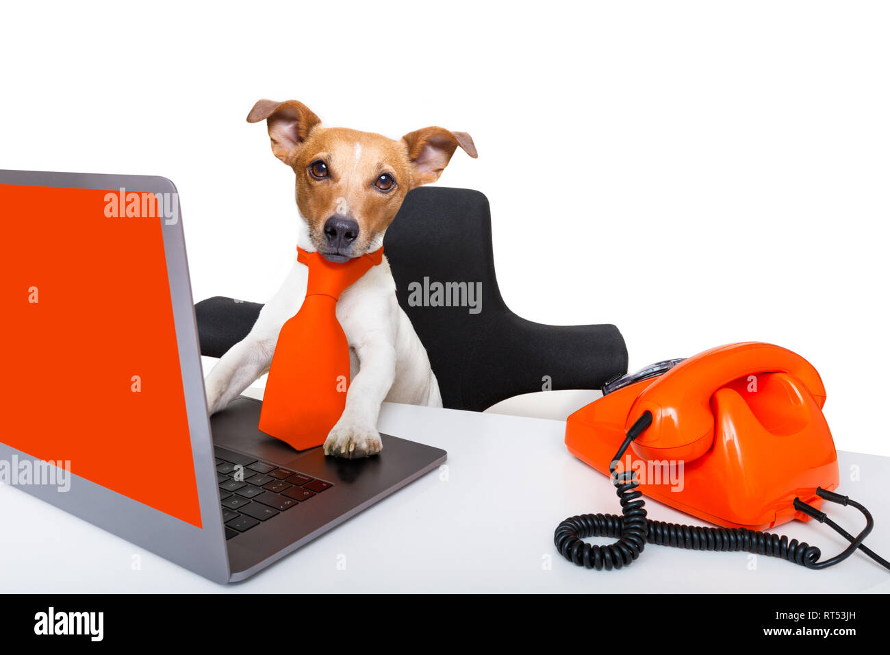 sausage dachshund dog with glasses as secretary or operator with red ...