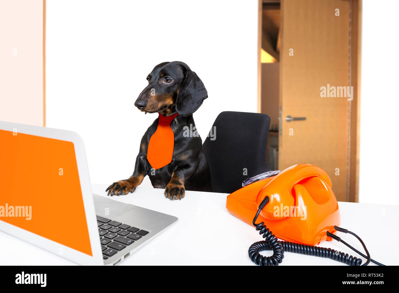 sausage dachshund dog with glasses as secretary or operator with red ...