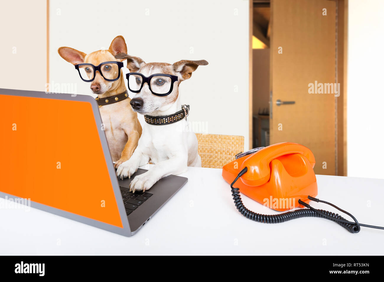 team or couple of dogs with glasses as secretary or operator with red ...