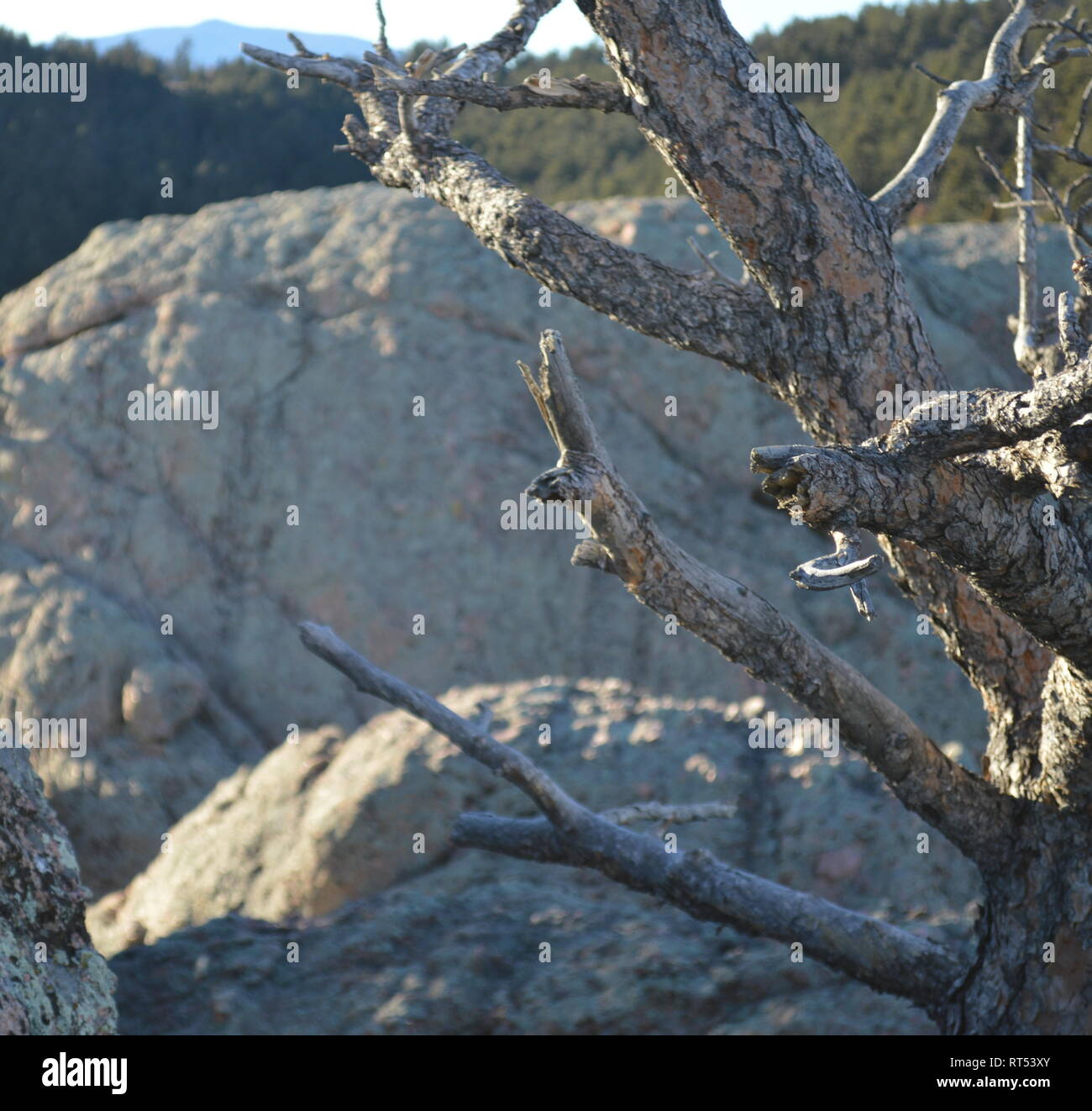 Dead tree in front of a rock Stock Photo - Alamy