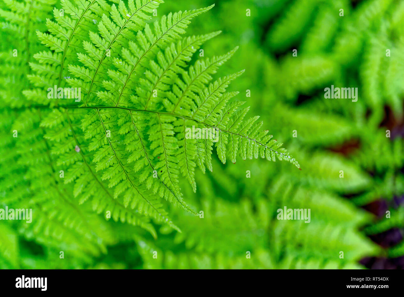 Soft tree fern leaf hi-res stock photography and images - Alamy