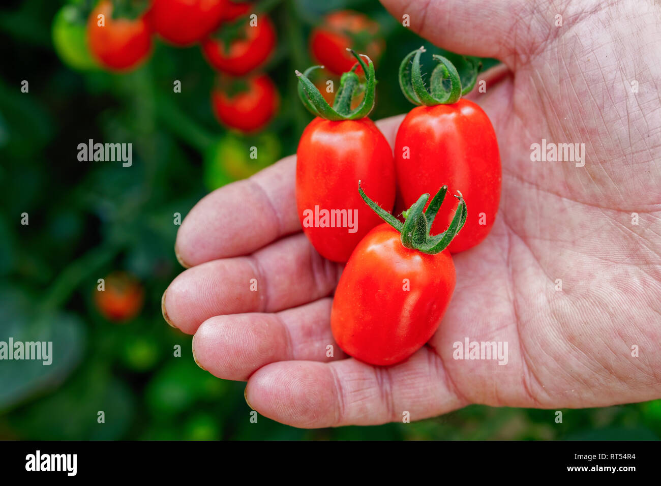 Tiny tomato hand hi-res stock photography and images - Alamy