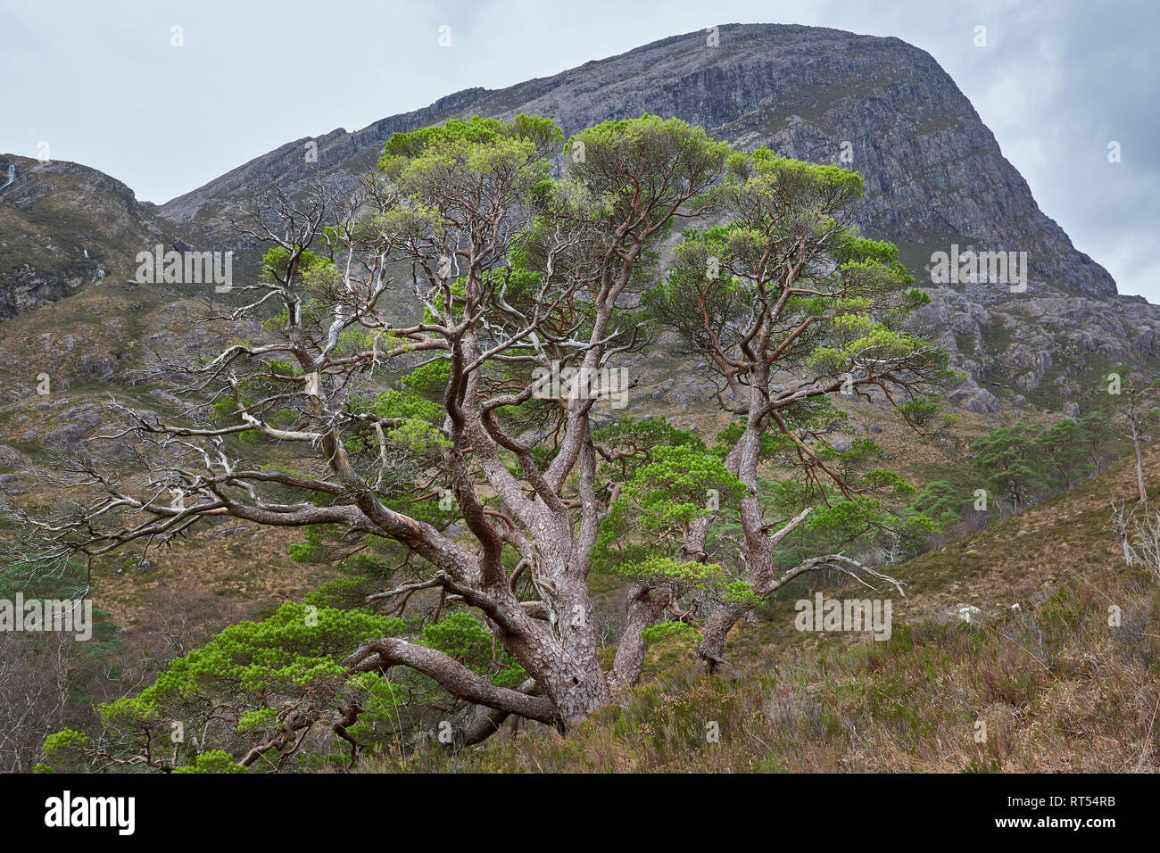 ACHNASHELLACH WESTER ROSS SCOTLAND OLD TWISTED CALEDONIAN PINE TREE IN ...