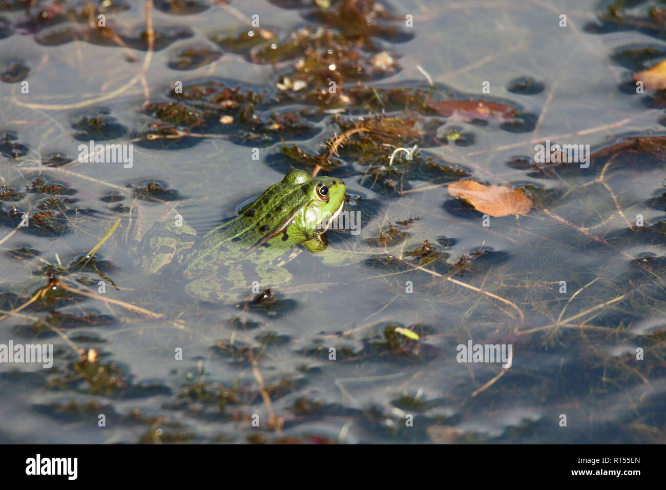 frog in a pond Stock Photo - Alamy