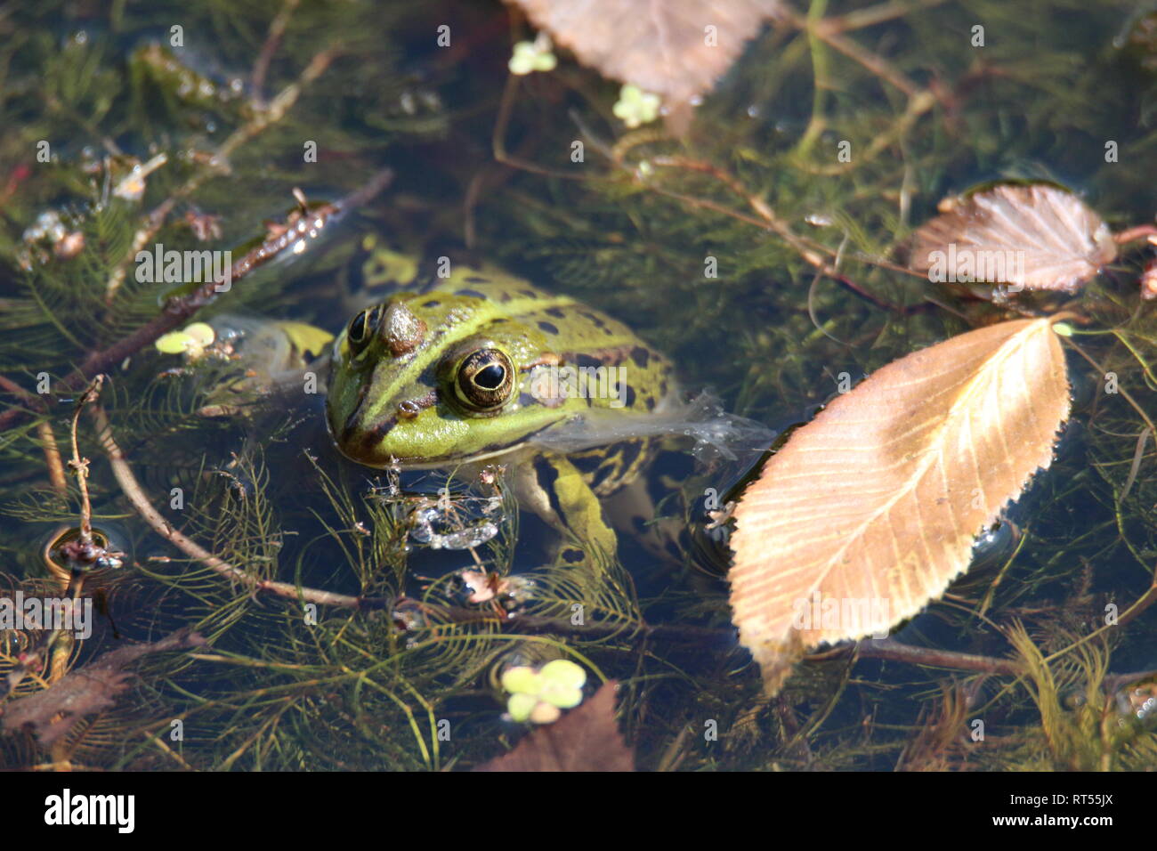 Webbing frog hi-res stock photography and images - Alamy
