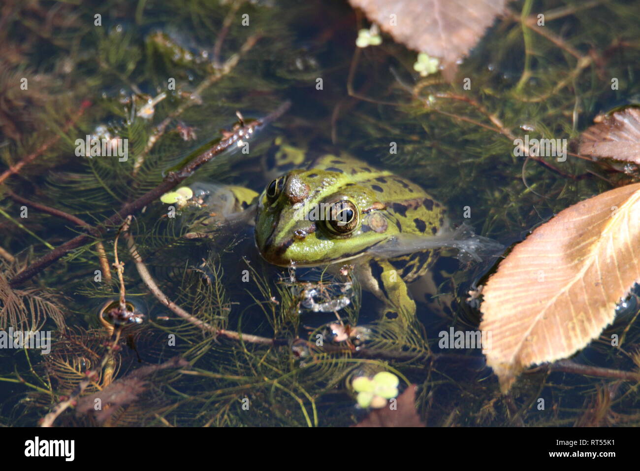 frog in a pond Stock Photo - Alamy