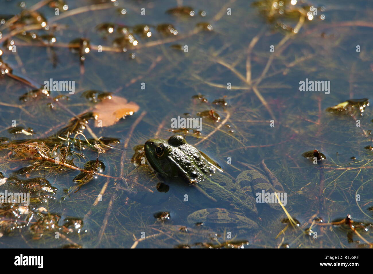 frog in a pond Stock Photo - Alamy