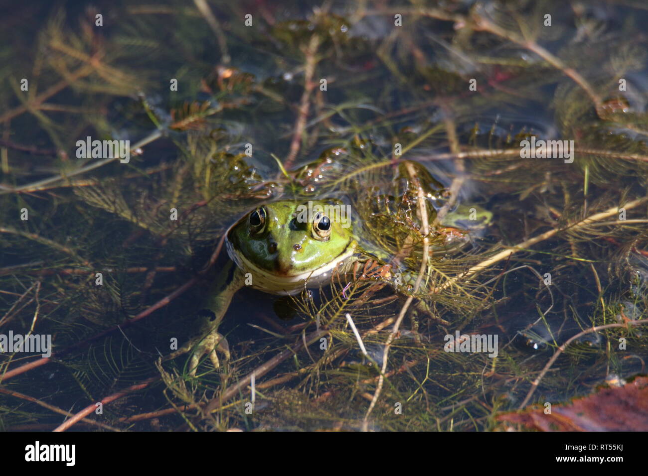 frog in a pond Stock Photo - Alamy