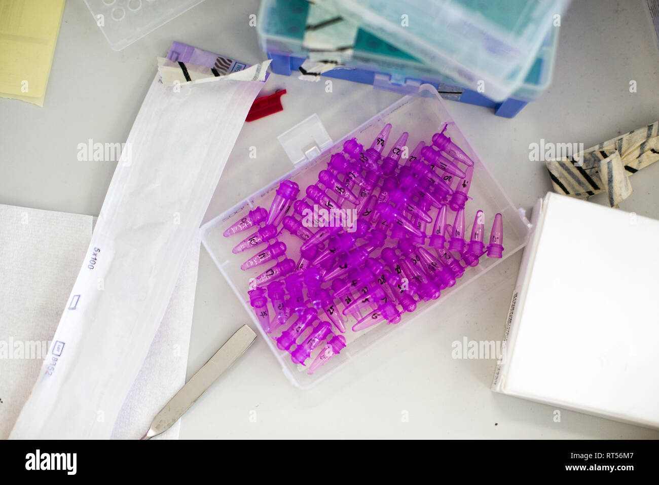 Pink scientific capsules/tubes in a lab Stock Photo - Alamy