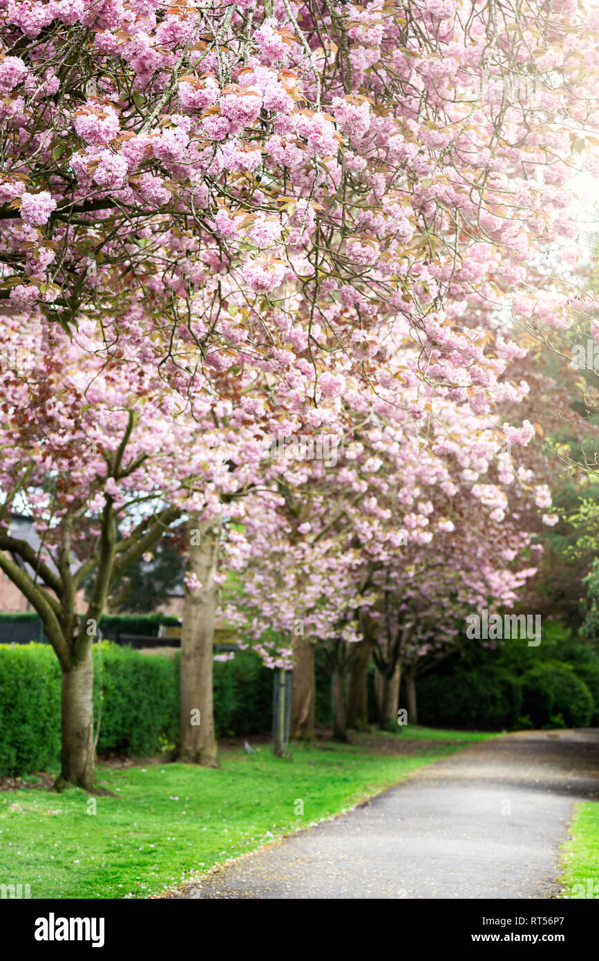 Pink Cherry Trees in Bloom in Park during Spring Season Stock Photo - Alamy