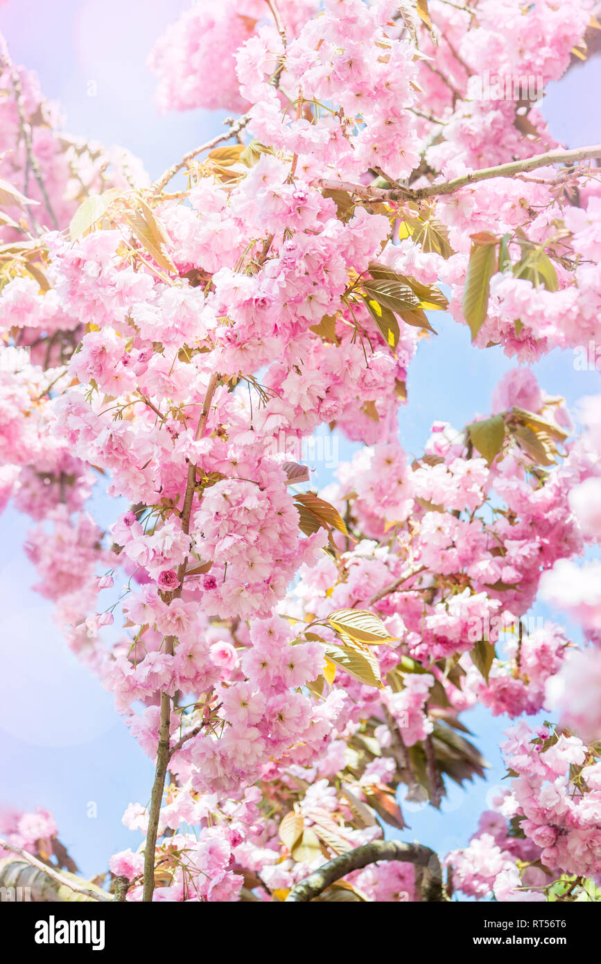 Pink Cherry Trees in Bloom in Park during Spring Season Stock Photo - Alamy