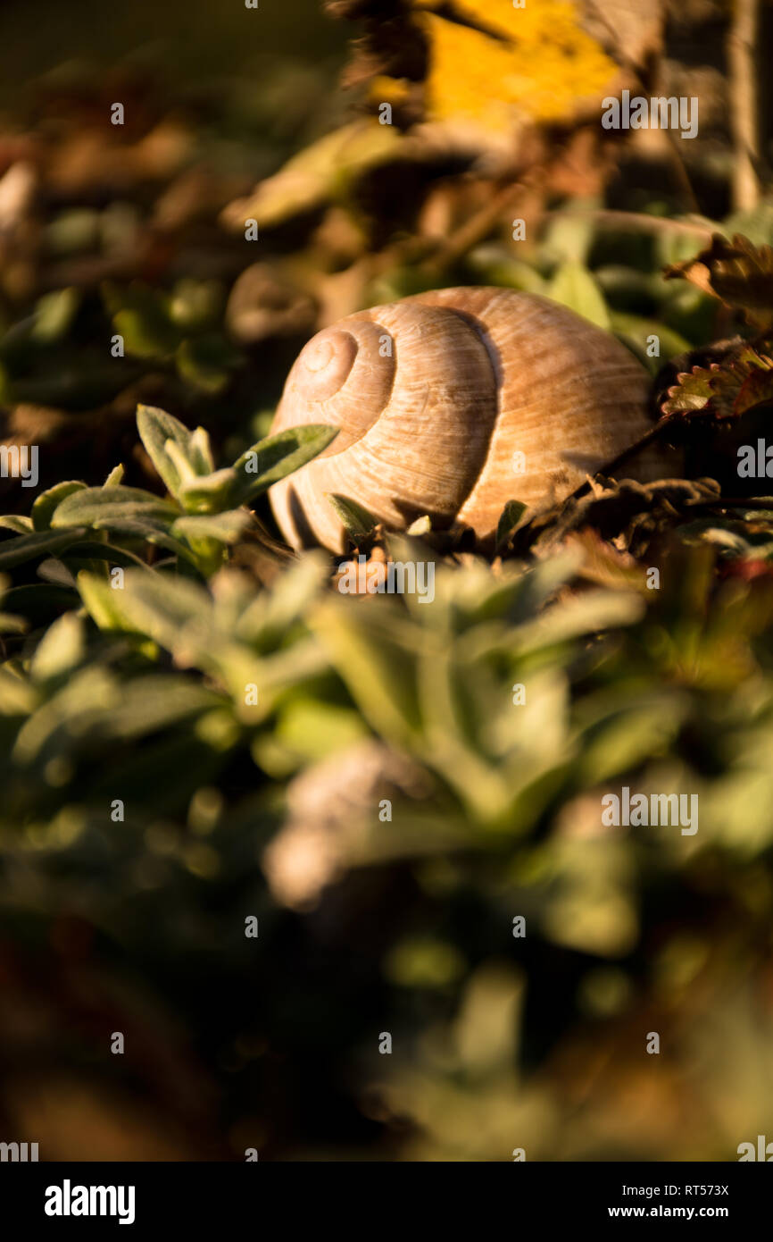 Bush snail hi-res stock photography and images - Alamy