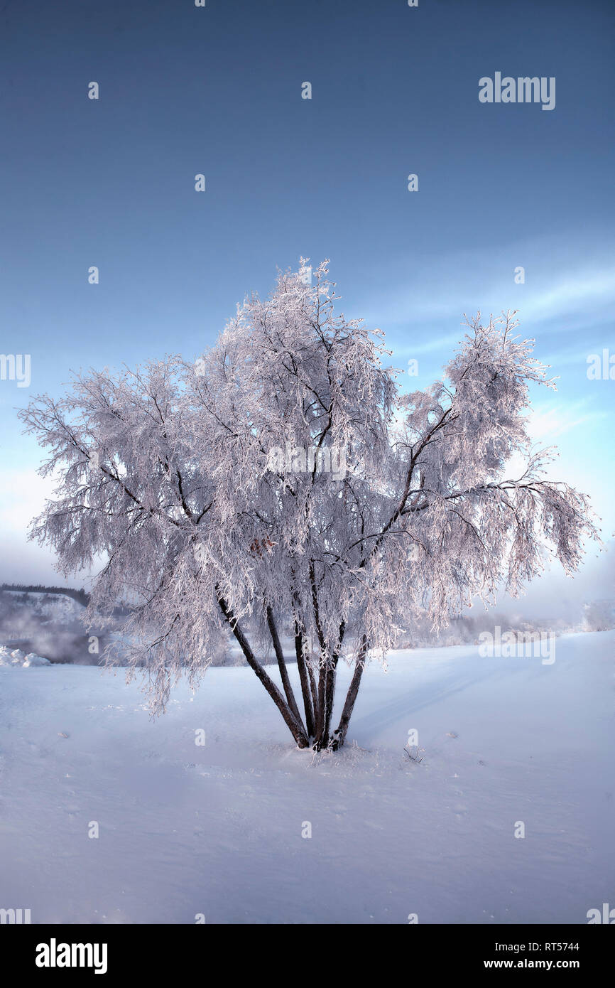Snow covered tree in the Yukon River, Canada Stock Photo - Alamy