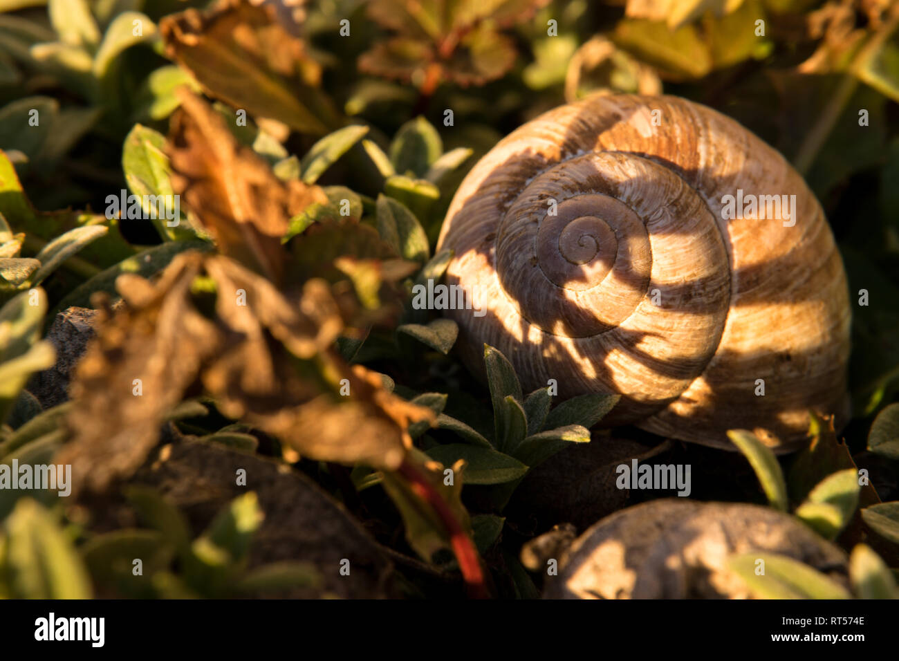 Bush snail hi-res stock photography and images - Alamy
