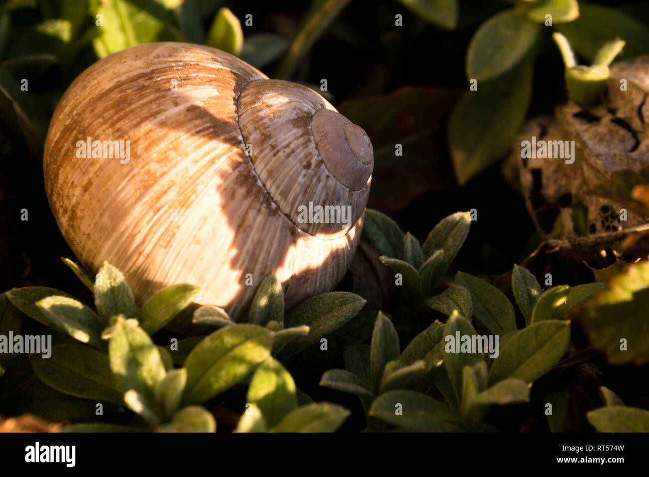 Single snail in a garden bush Stock Photo - Alamy